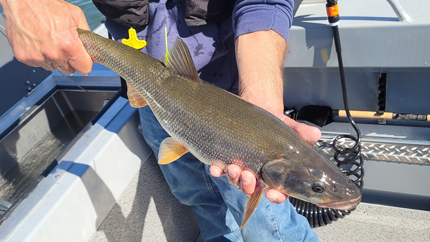 More time on the line for pikeminnow anglers in 2023 - Bonneville Power ...