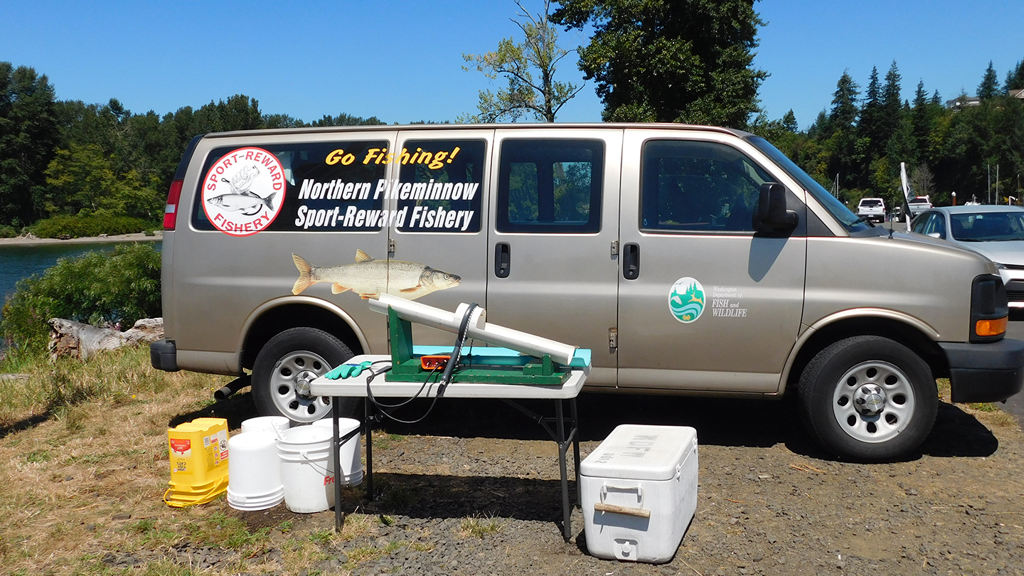 20240501-northern-pikeminnow-sport-reward-fishery-enters-2024-season ...