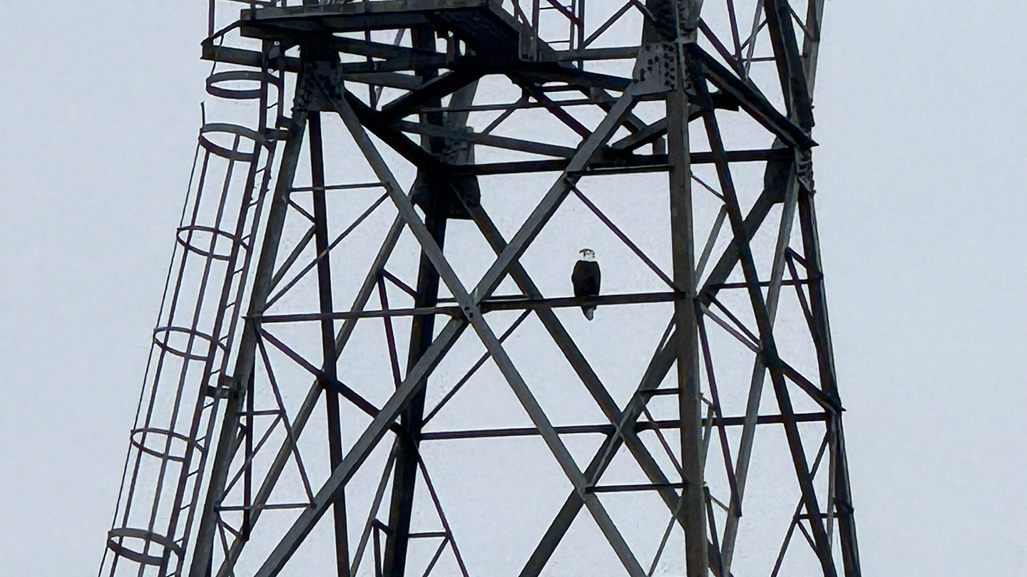 20250507-bpa-completes-rare-relocation-of-bald-eagle-nest-built-on-tx ...