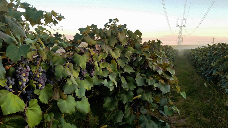 Energy & Services - Bonneville Power Administration